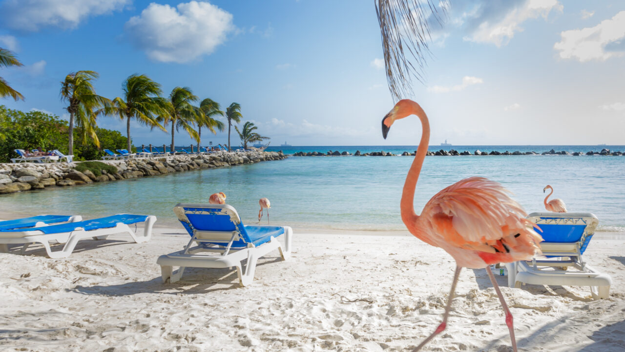 The Aruba Beach Where Flamingos Steal the Spotlight | Beach