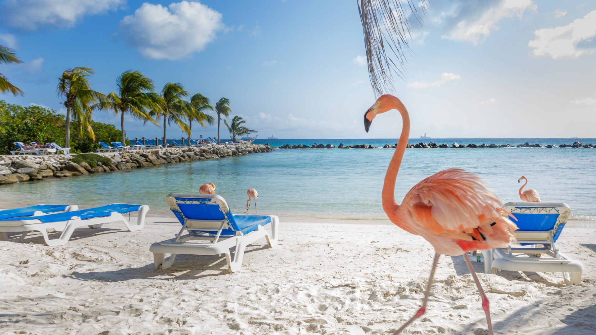 The Aruba Beach Where Flamingos Steal the Spotlight | Beach